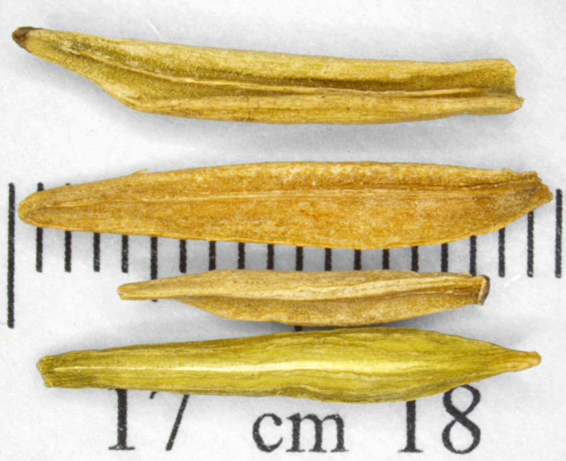 Apocynaceae | Fruit and Seed Family ID