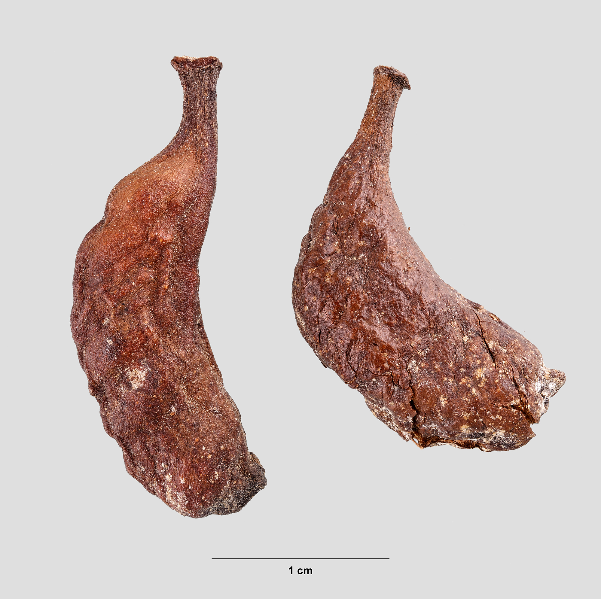 Annonaceae | Fruit and Seed Family ID