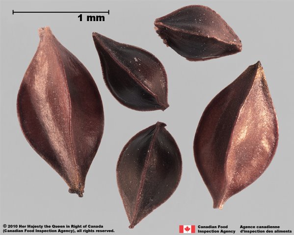 Fruits | Fruit and Seed Family ID