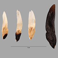 Asphodelaceae | Fruit and Seed Family ID