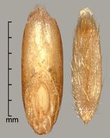 Fruits | Fruit and Seed Family ID