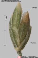 Fruits | Fruit and Seed Family ID