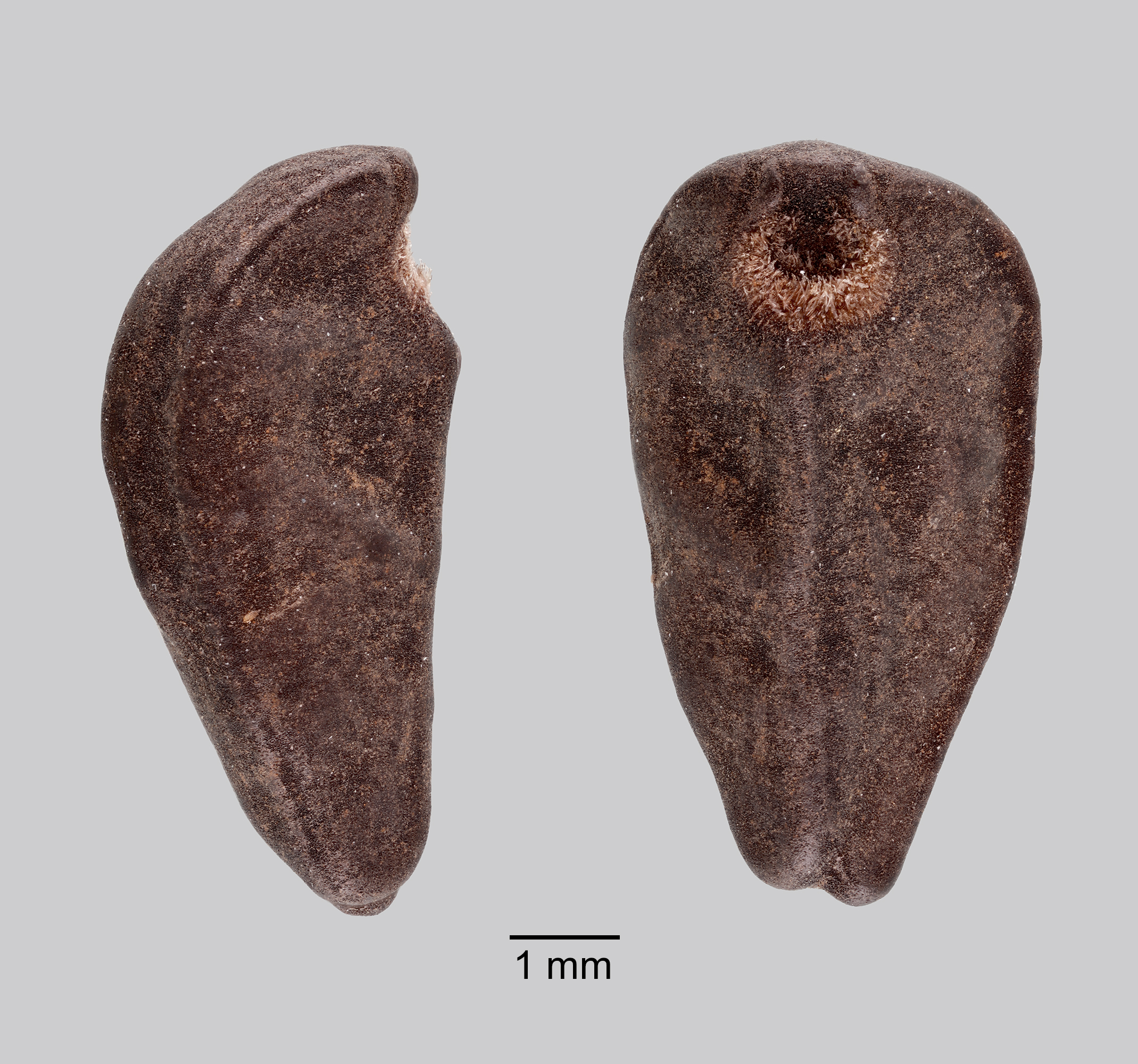 Shape | Fruit and Seed Family ID