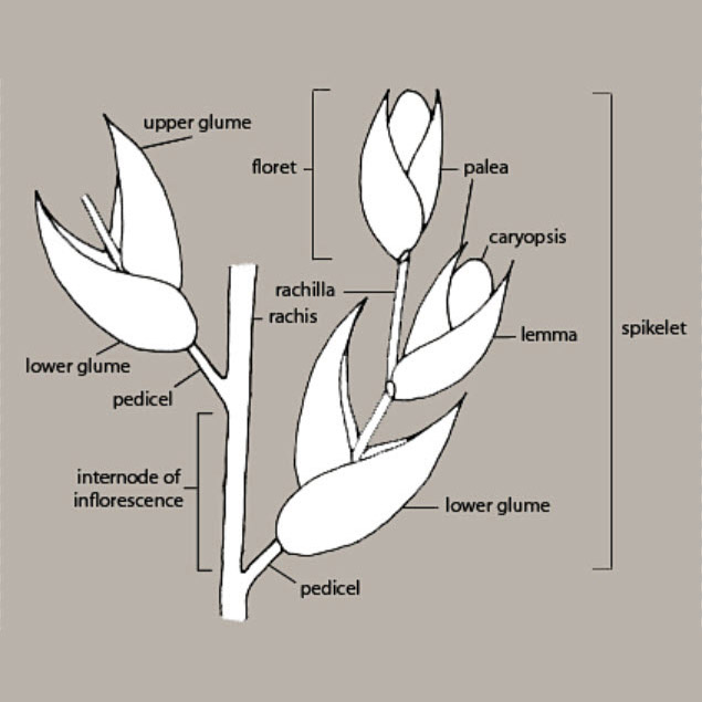 Fruits | Fruit and Seed Family ID