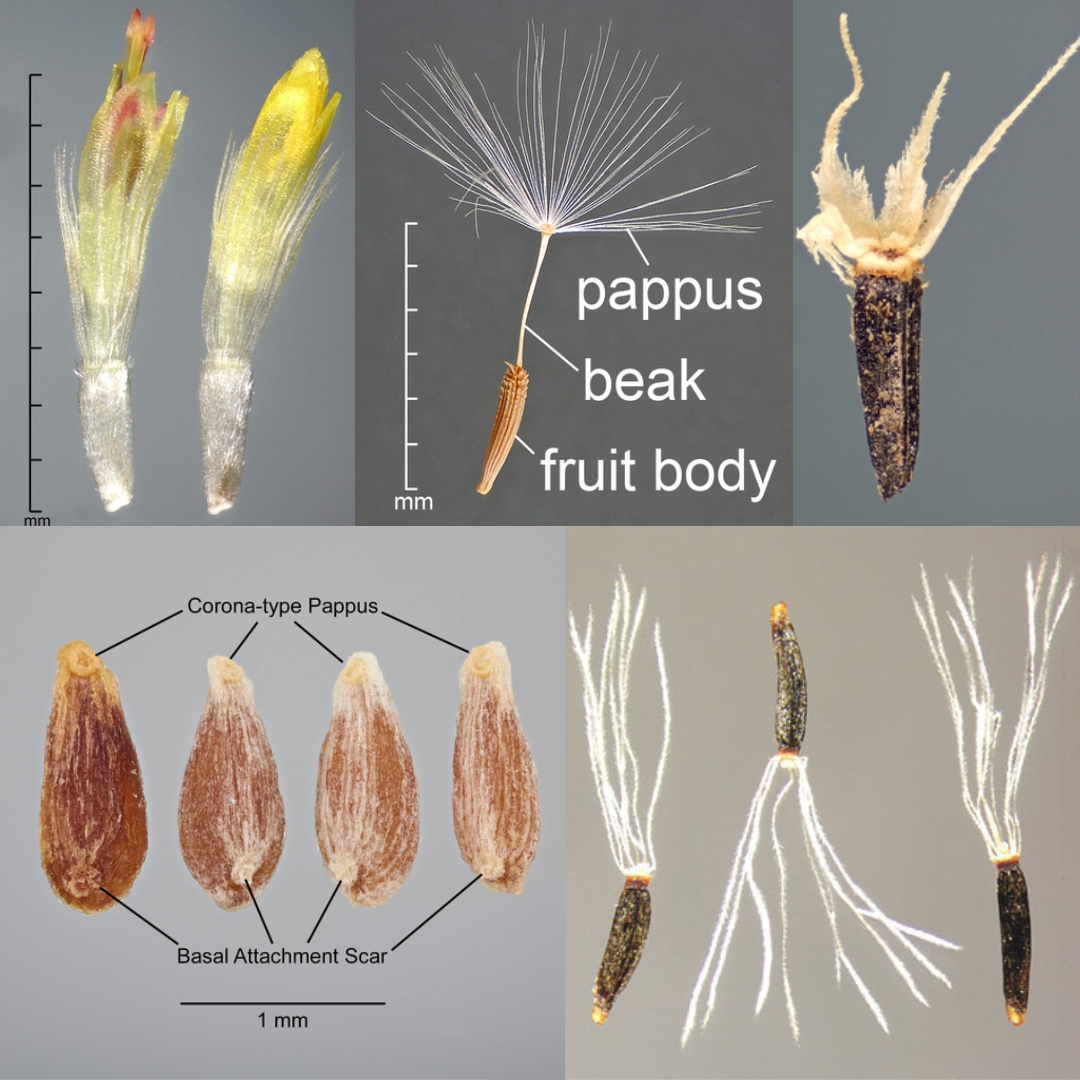 Fruits | Fruit and Seed Family ID