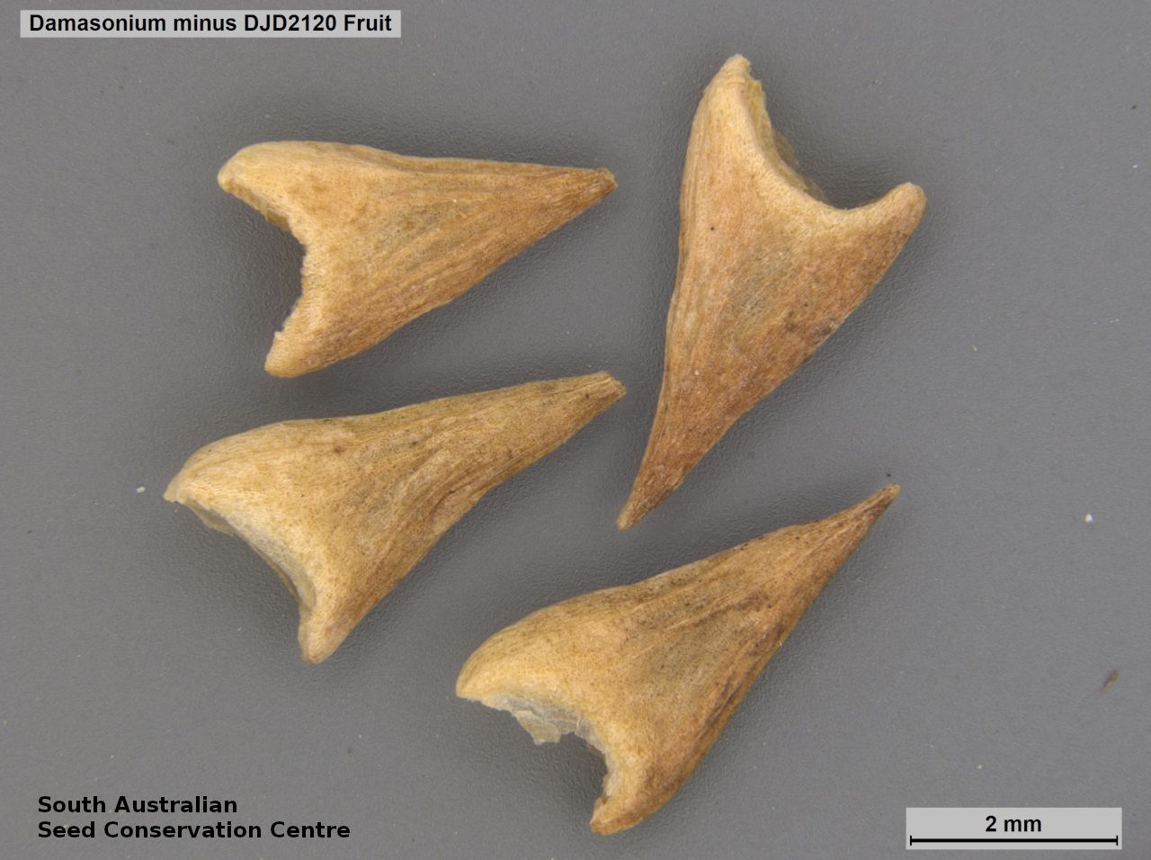 Shape | Fruit and Seed Family ID