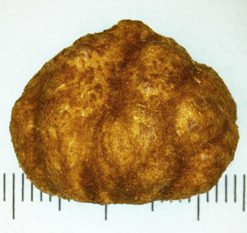 Shape | Fruit and Seed Family ID