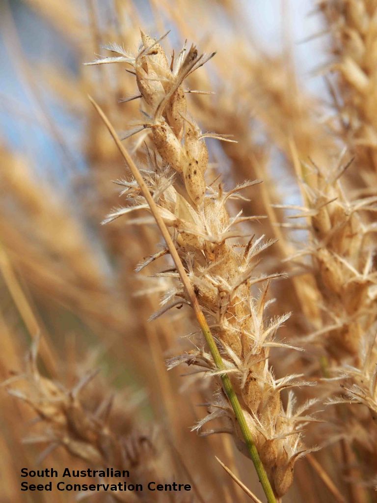 Poaceae | Fruit and Seed Family ID