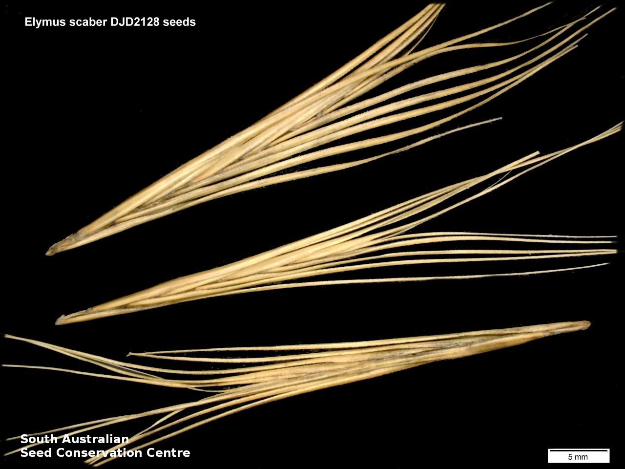 Poaceae | Fruit and Seed Family ID