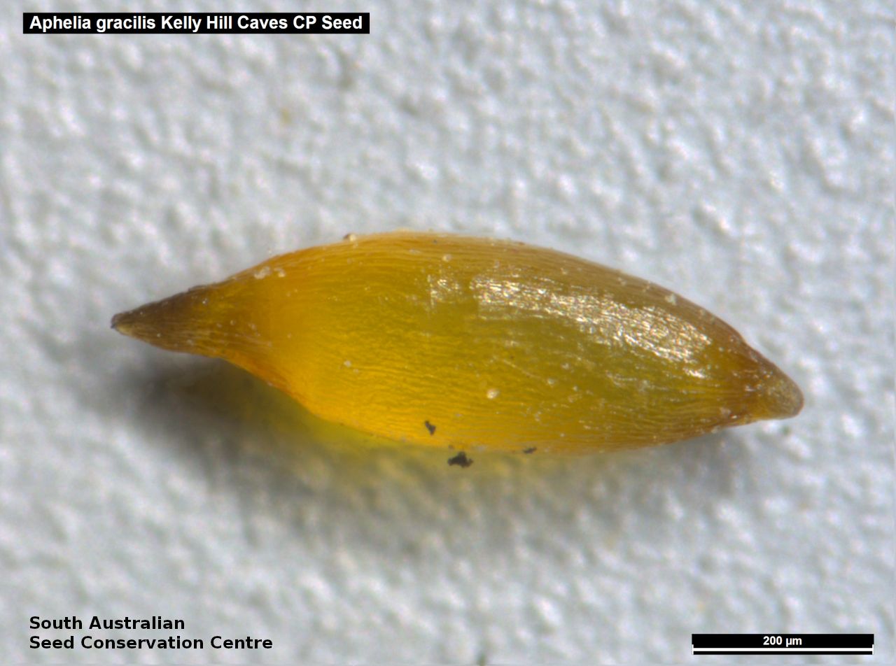 Restionaceae | Fruit and Seed Family ID
