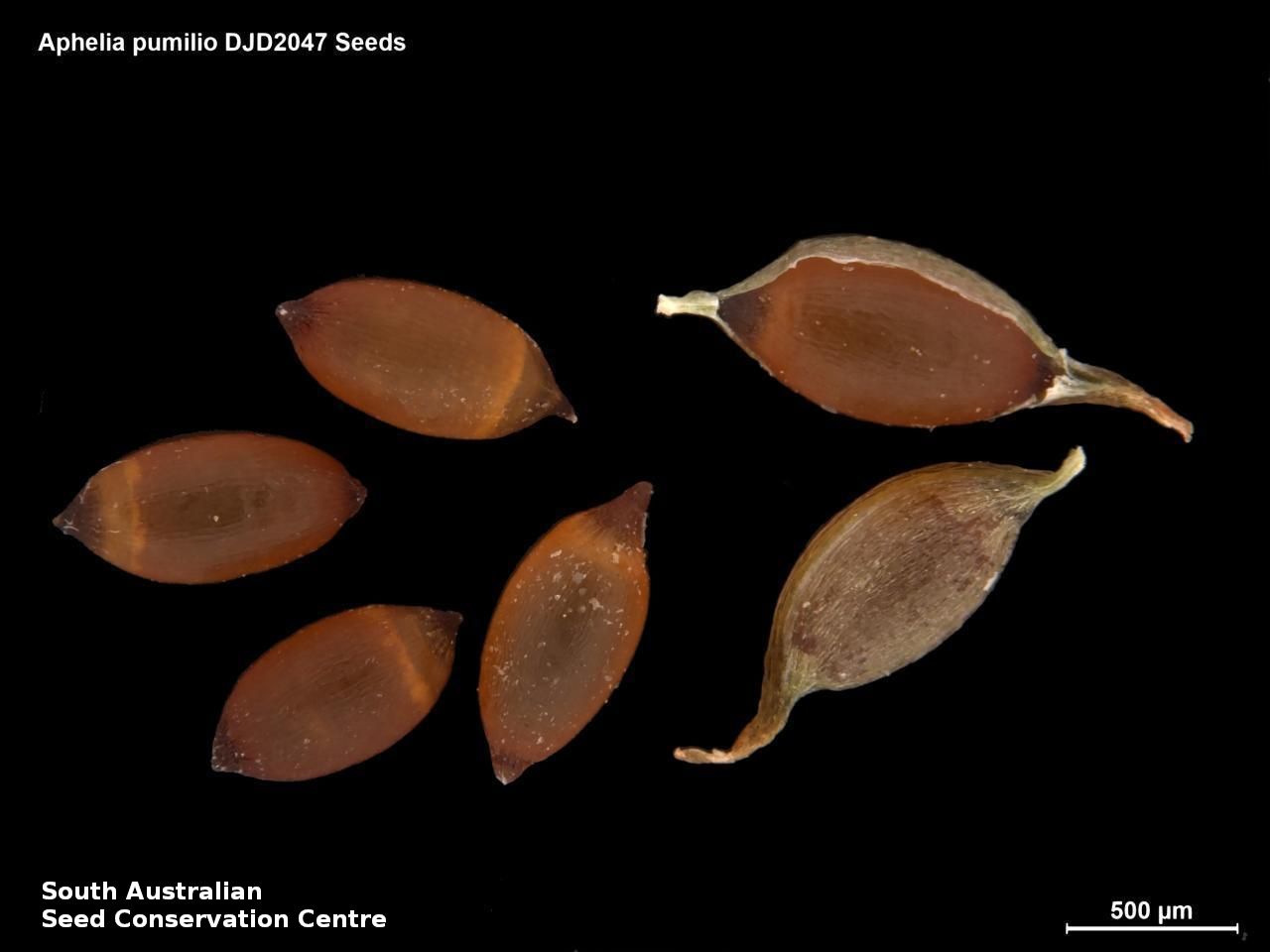Restionaceae | Fruit and Seed Family ID