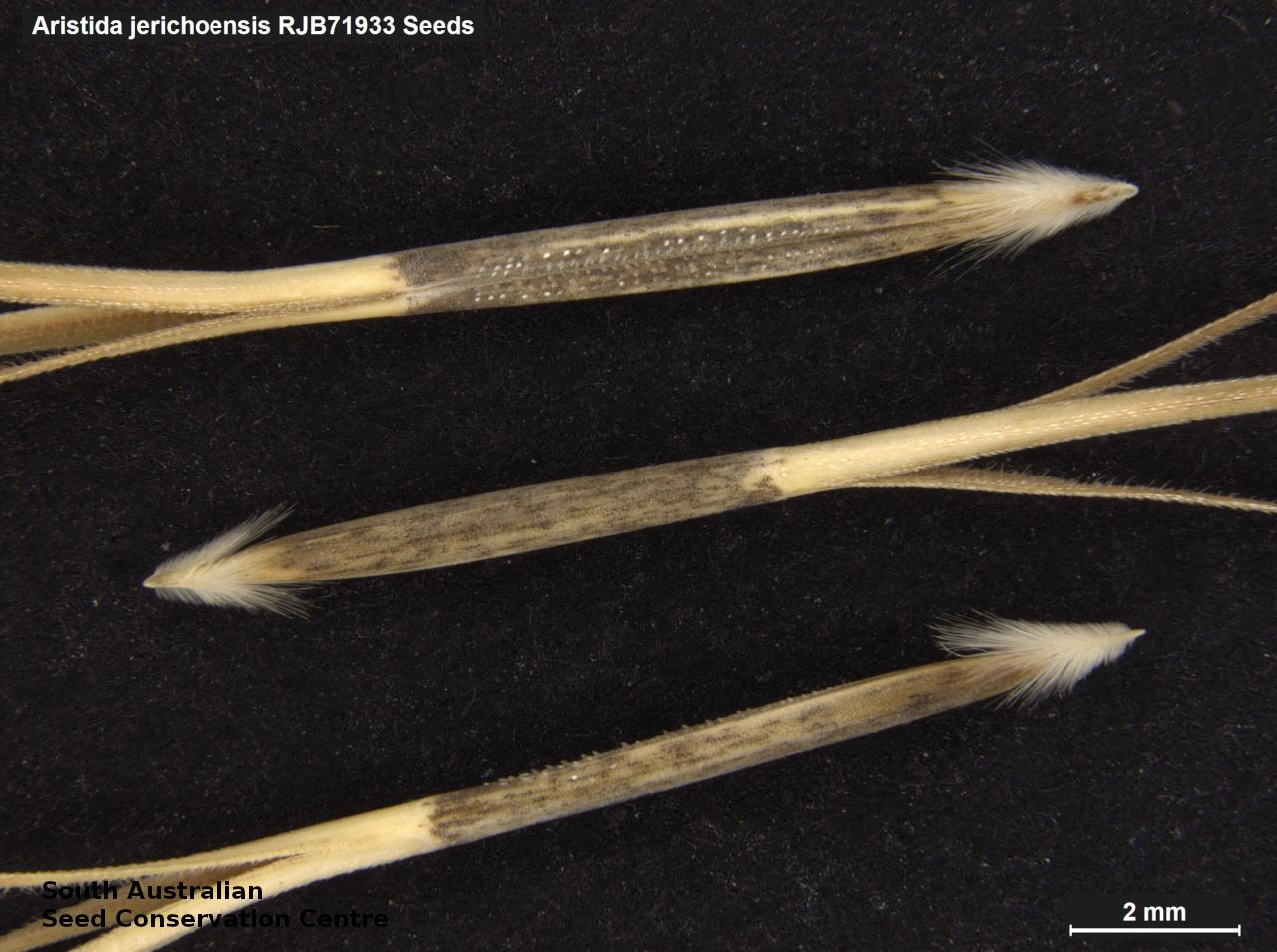 Poaceae | Fruit and Seed Family ID