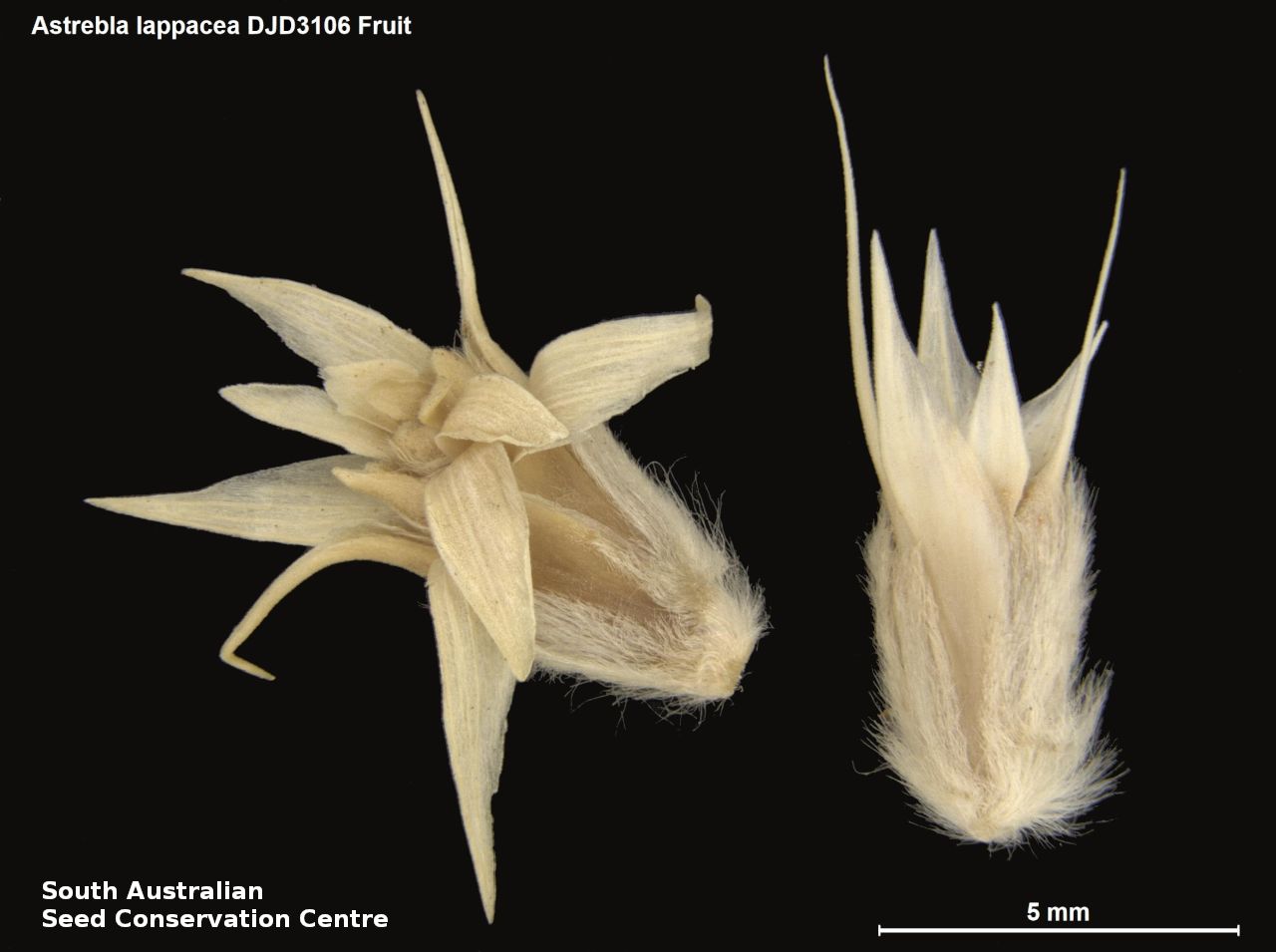 Poaceae | Fruit and Seed Family ID