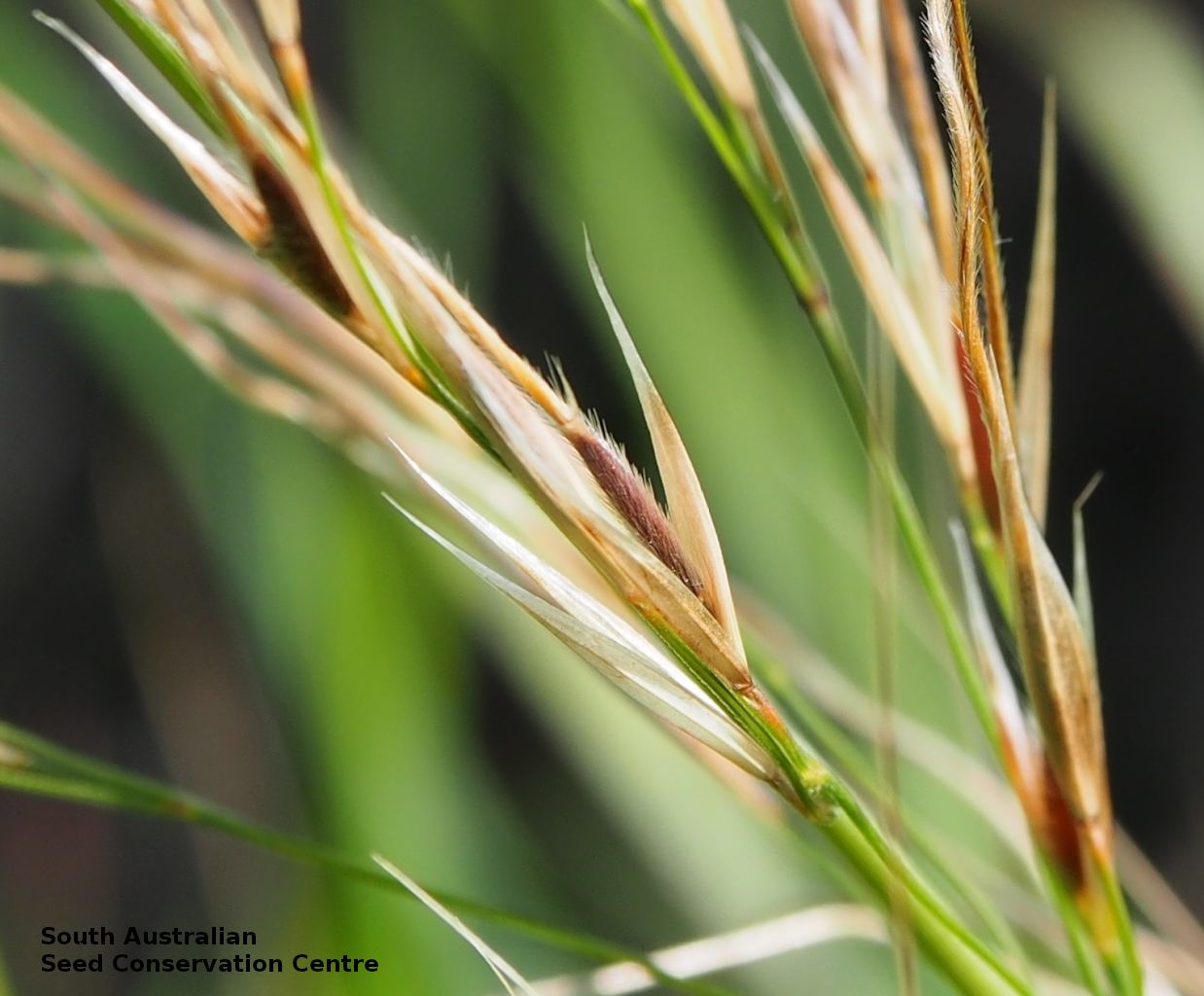 Poaceae | Fruit and Seed Family ID