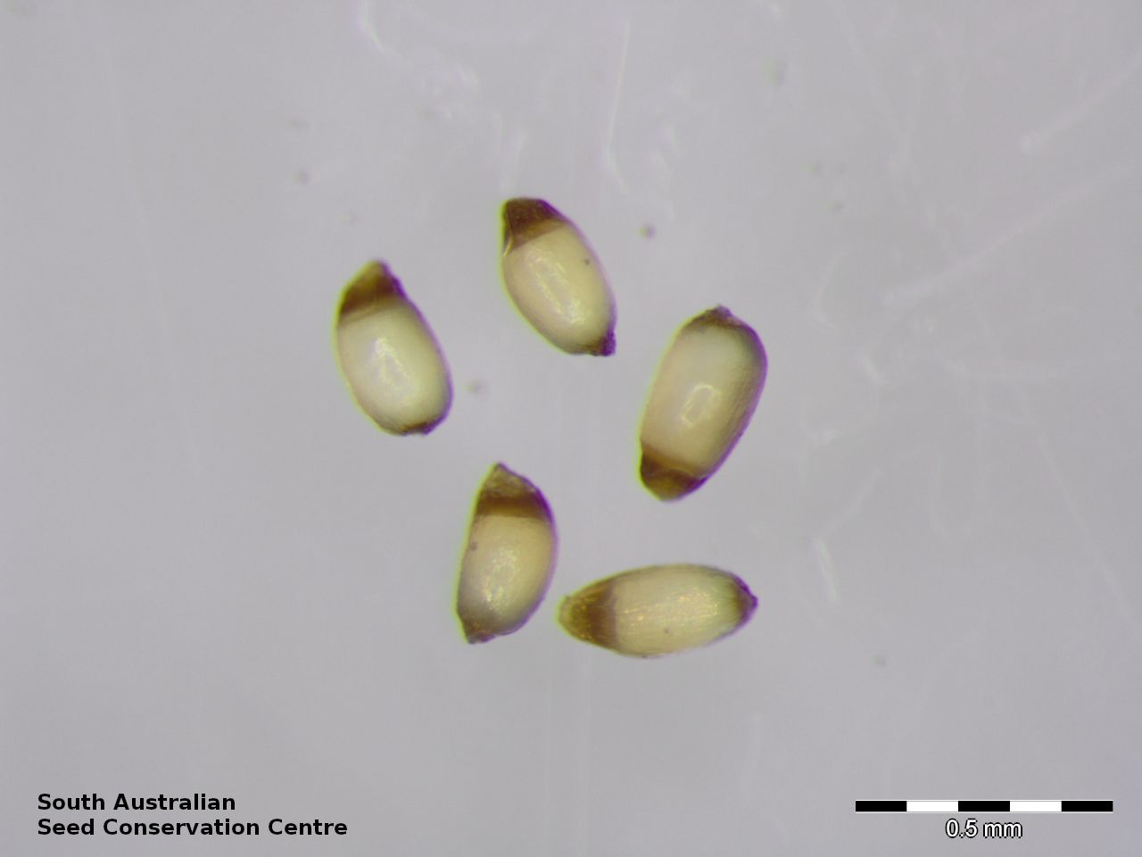 Restionaceae | Fruit and Seed Family ID