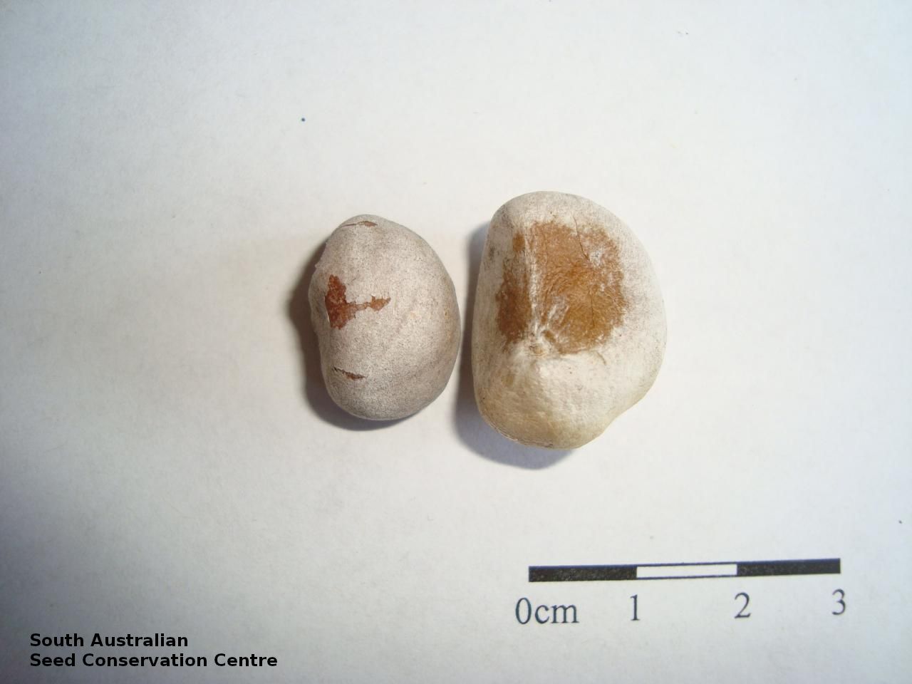 Amaryllidaceae | Fruit and Seed Family ID