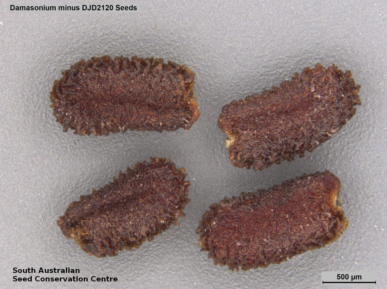 Alismataceae | Fruit and Seed Family ID