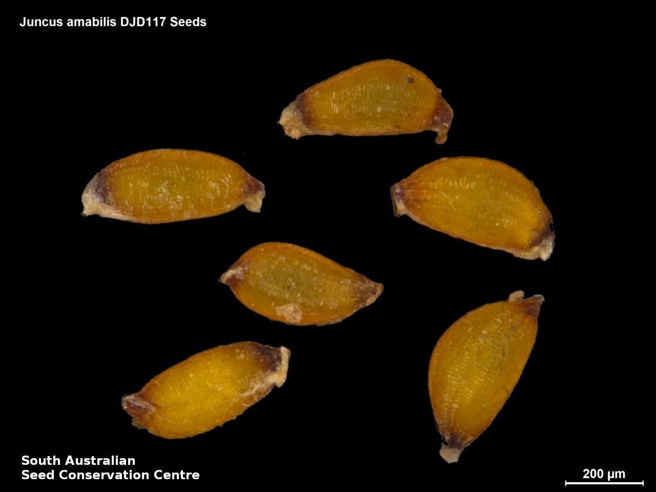 Juncaceae | Fruit and Seed Family ID