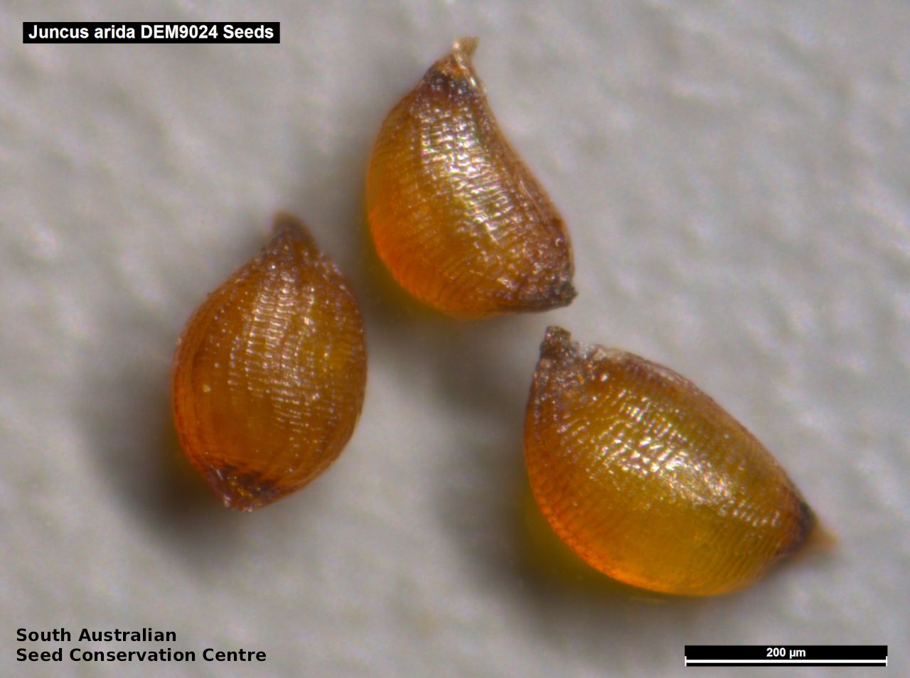 Juncaceae | Fruit and Seed Family ID