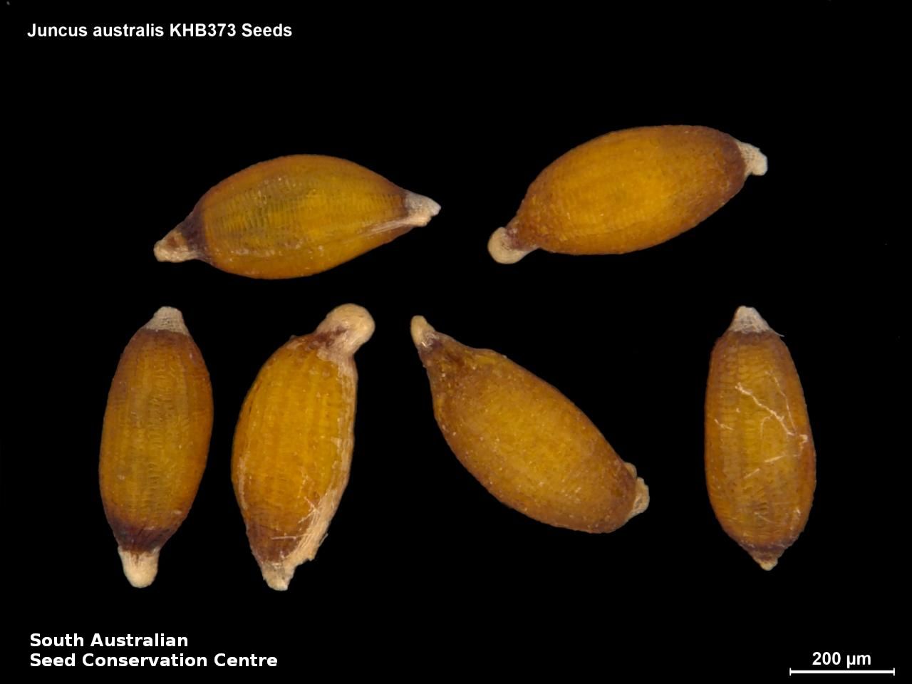 Juncaceae | Fruit and Seed Family ID