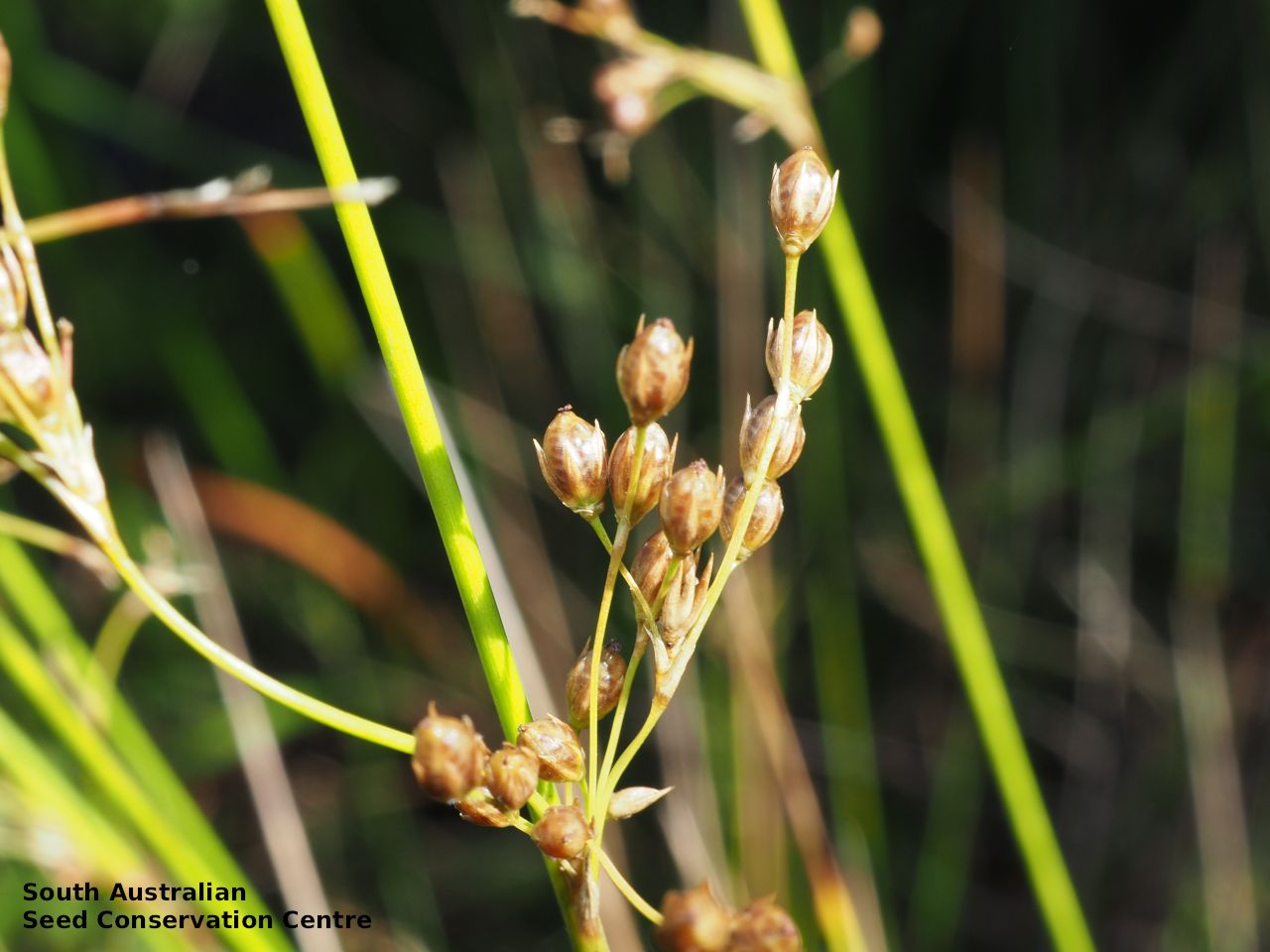 Juncaceae | Fruit and Seed Family ID