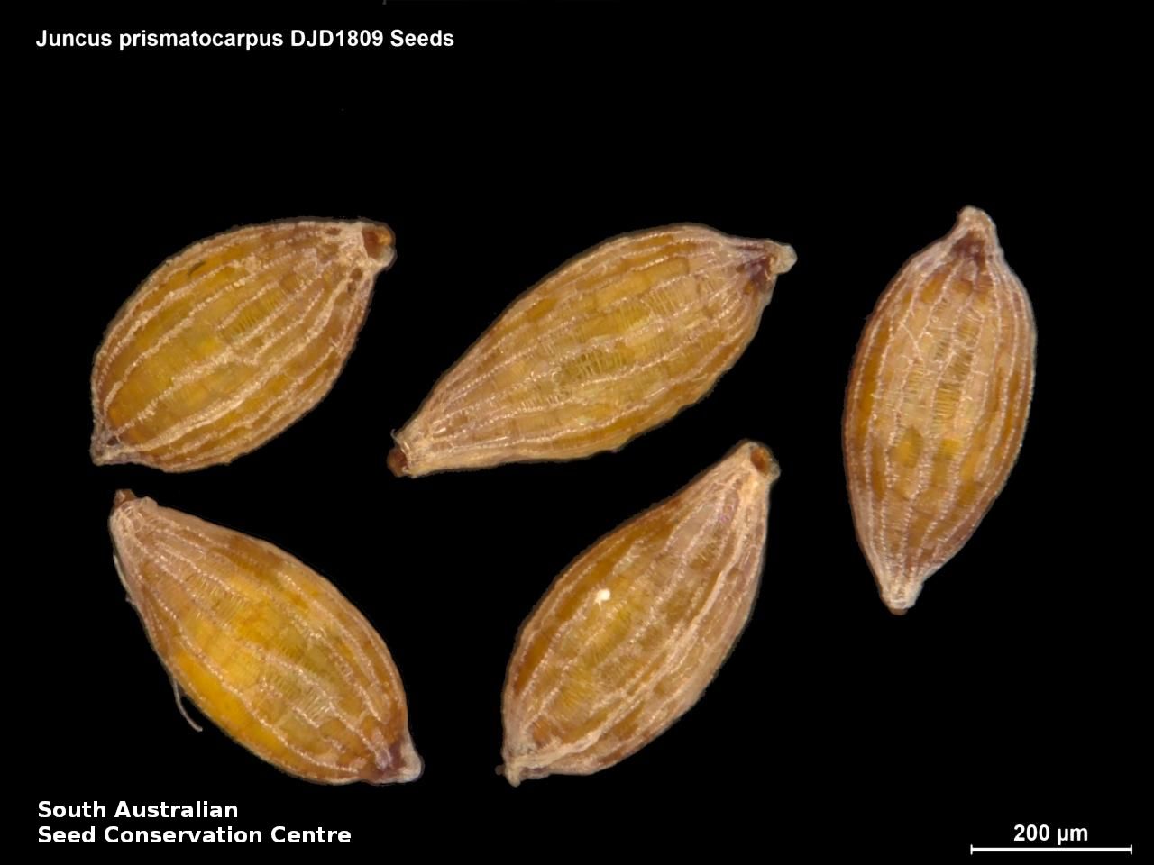 Juncaceae | Fruit and Seed Family ID