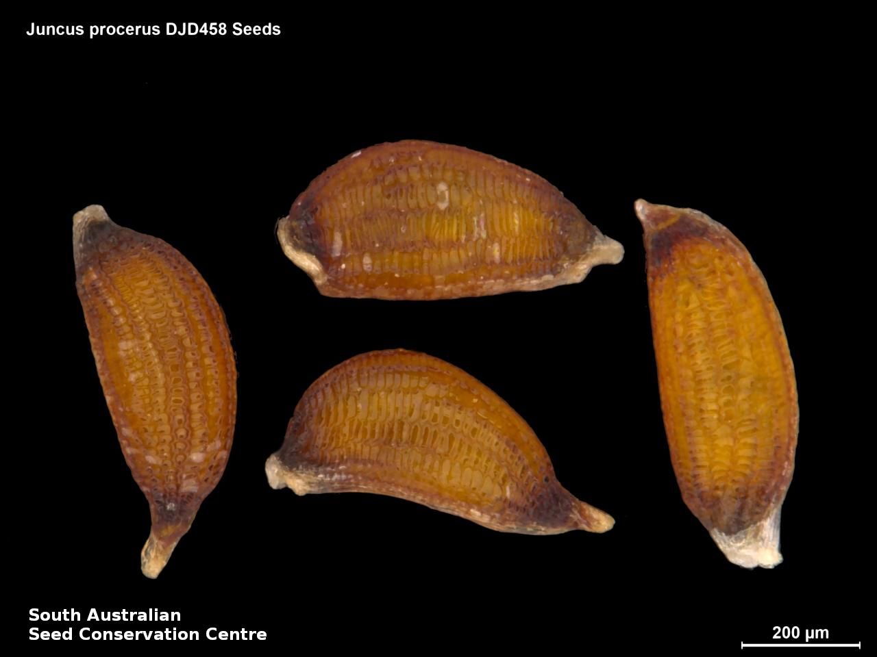 Juncaceae | Fruit and Seed Family ID