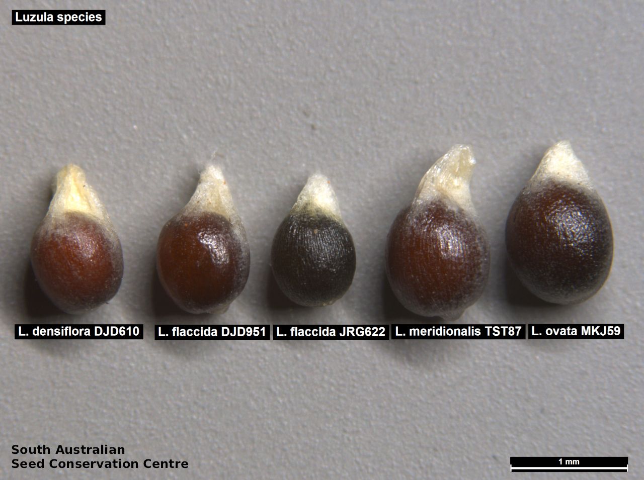 Juncaceae | Fruit and Seed Family ID