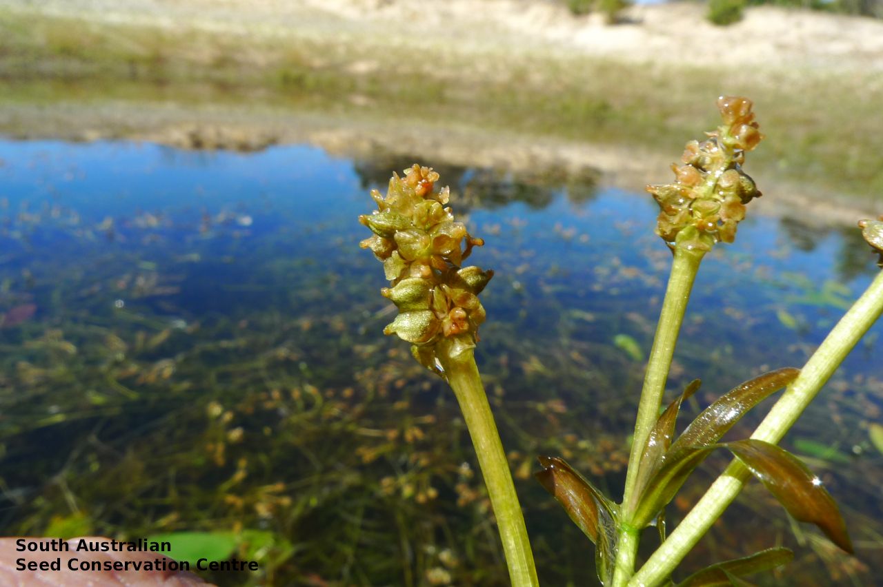 Potamogetonaceae | Fruit and Seed Family ID