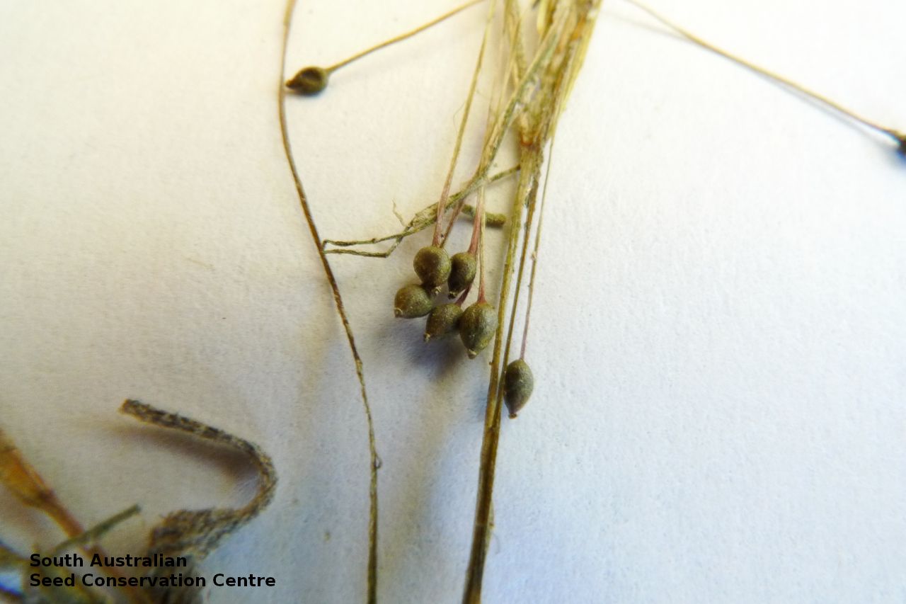 Ruppiaceae | Fruit and Seed Family ID