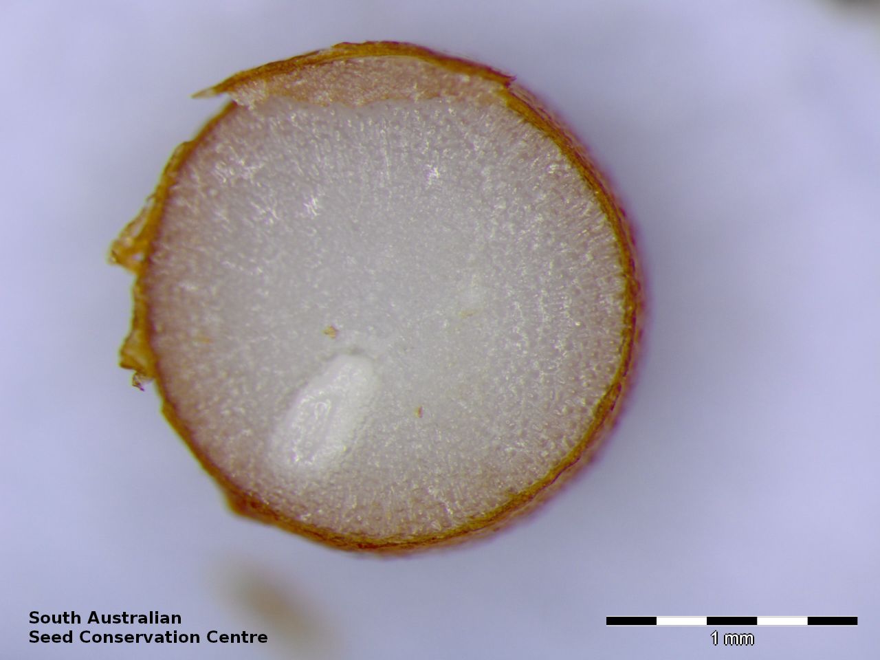Colchicaceae | Fruit and Seed Family ID