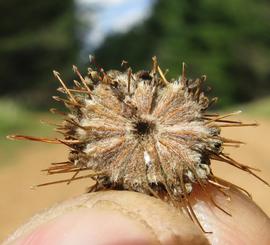 Rosaceae | Fruit and Seed Family ID