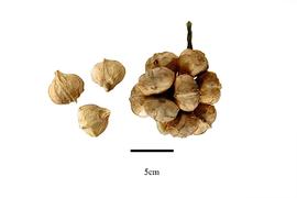 Alismataceae | Fruit and Seed Family ID