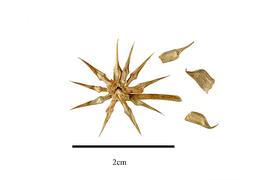 Alismataceae | Fruit and Seed Family ID