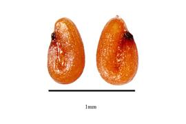 Alismataceae | Fruit and Seed Family ID