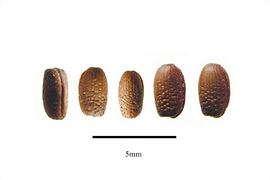 Araceae | Fruit and Seed Family ID
