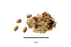 Araceae | Fruit and Seed Family ID
