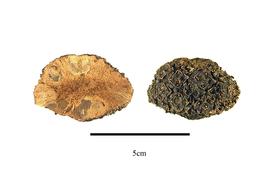 Araceae | Fruit and Seed Family ID