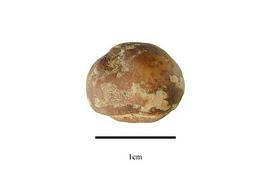Araceae | Fruit and Seed Family ID
