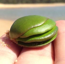 Gallery | Fruit and Seed Family ID