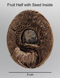 Apocynaceae | Fruit and Seed Family ID