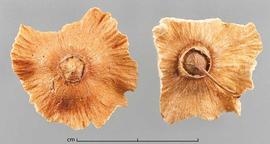 Rhamnaceae | Fruit and Seed Family ID