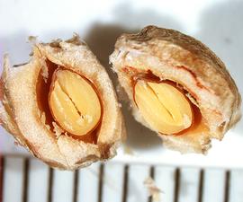 Brassicaceae | Fruit and Seed Family ID