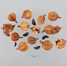 Asteliaceae | Fruit and Seed Family ID