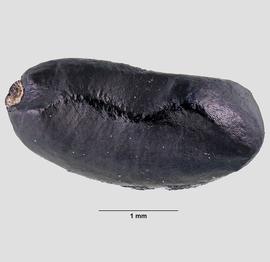 Asteliaceae | Fruit and Seed Family ID