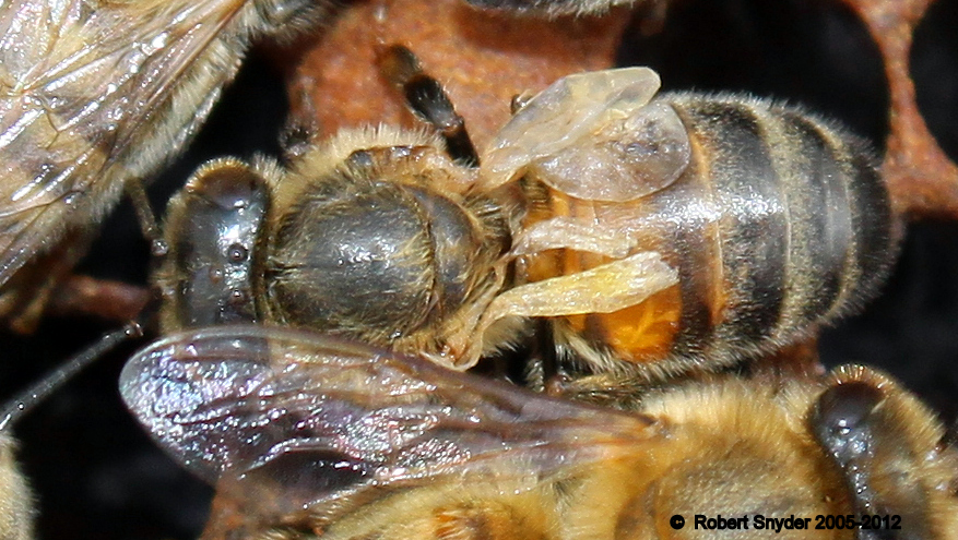 Cloudy wing virus | The BeeMD