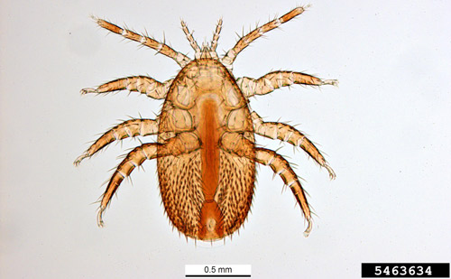 Tropilaelaps mites | The BeeMD
