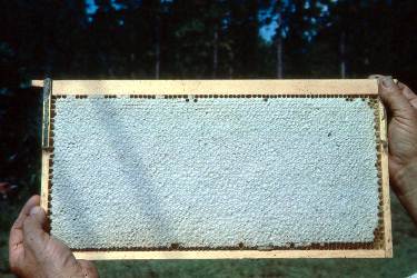 Wax capping comb cells | The BeeMD