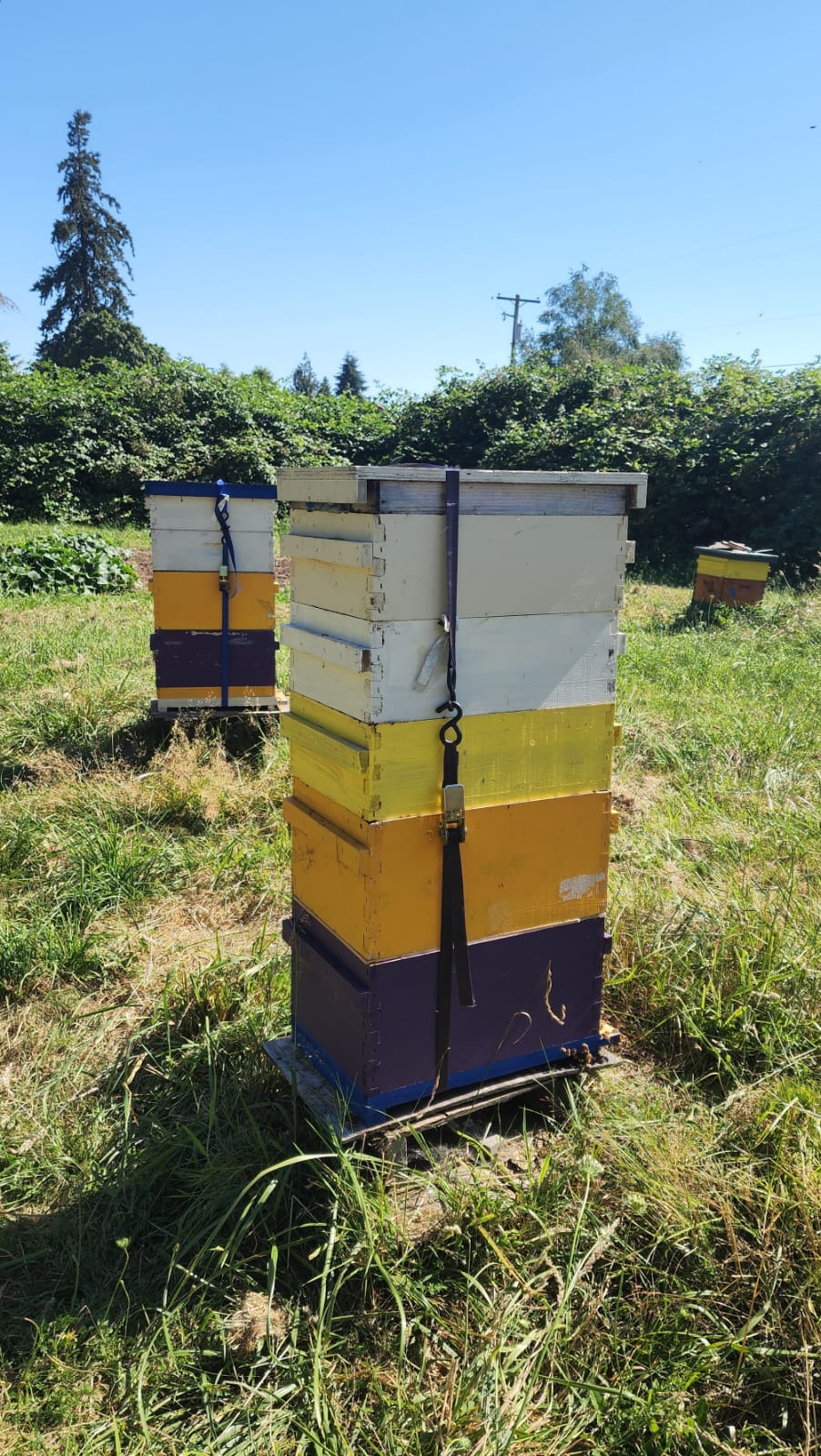 Toppled hives | The BeeMD