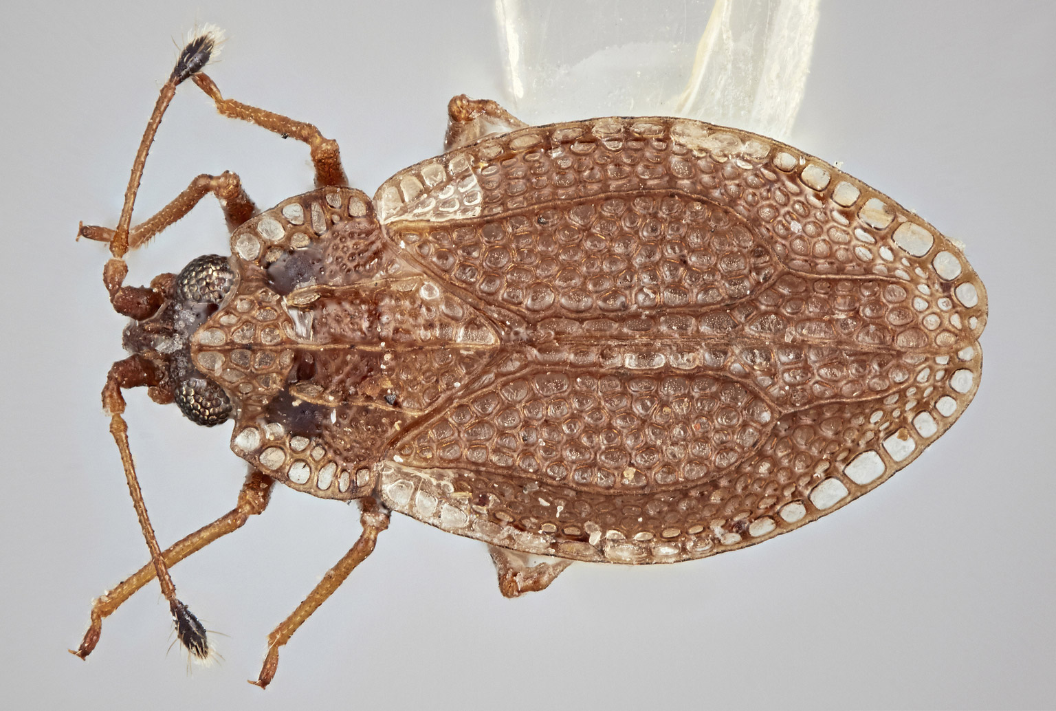Acalypta | TingID